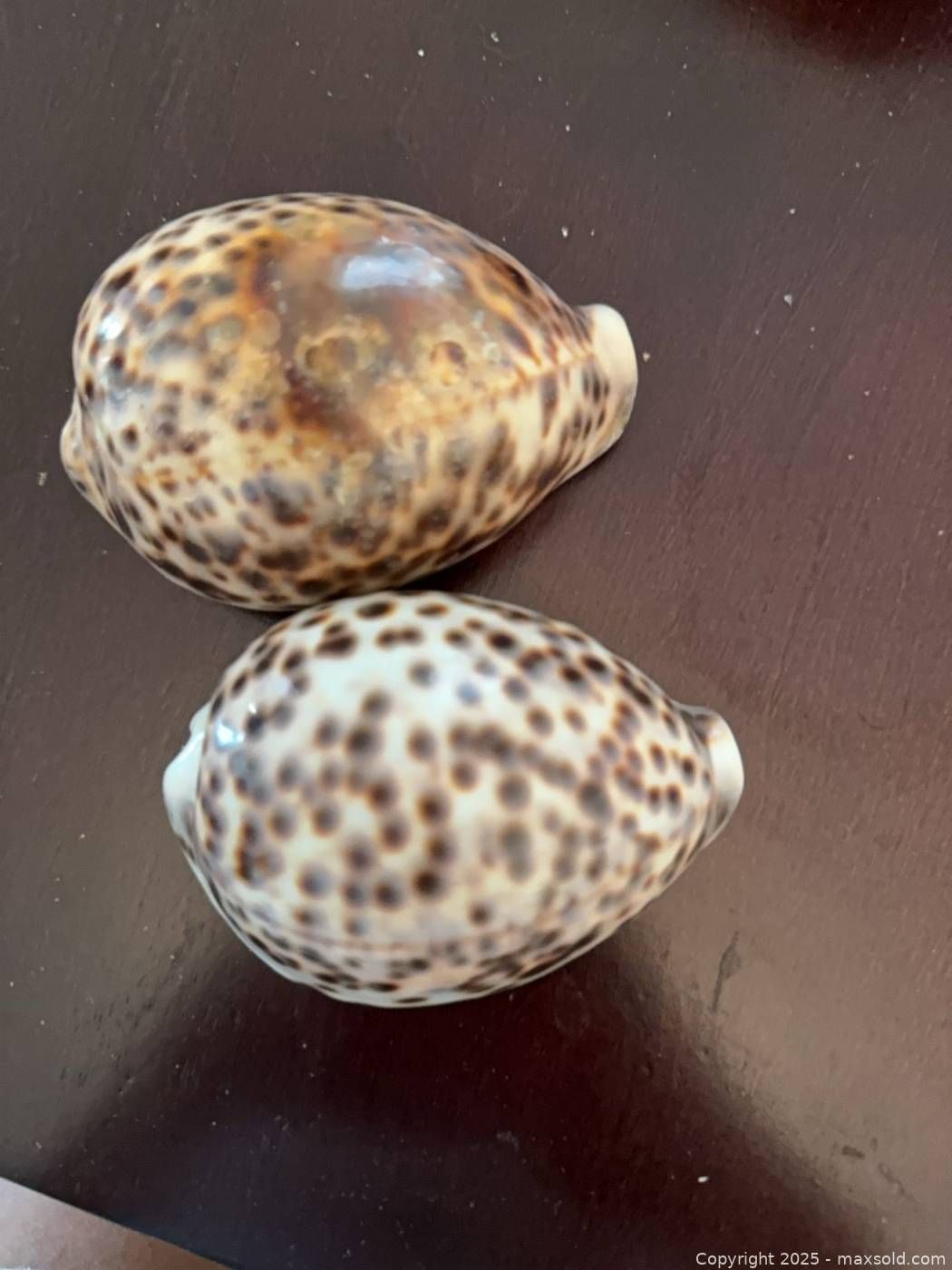 Tiger Cowrie Seashells Natural 3–5 in Set of 2 | Maxsold