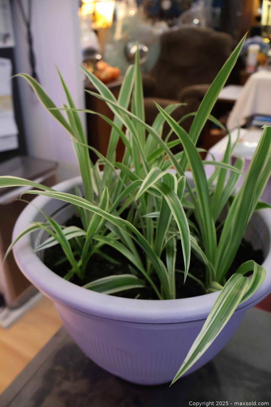 Spider plant in 12-inch pot | Maxsold