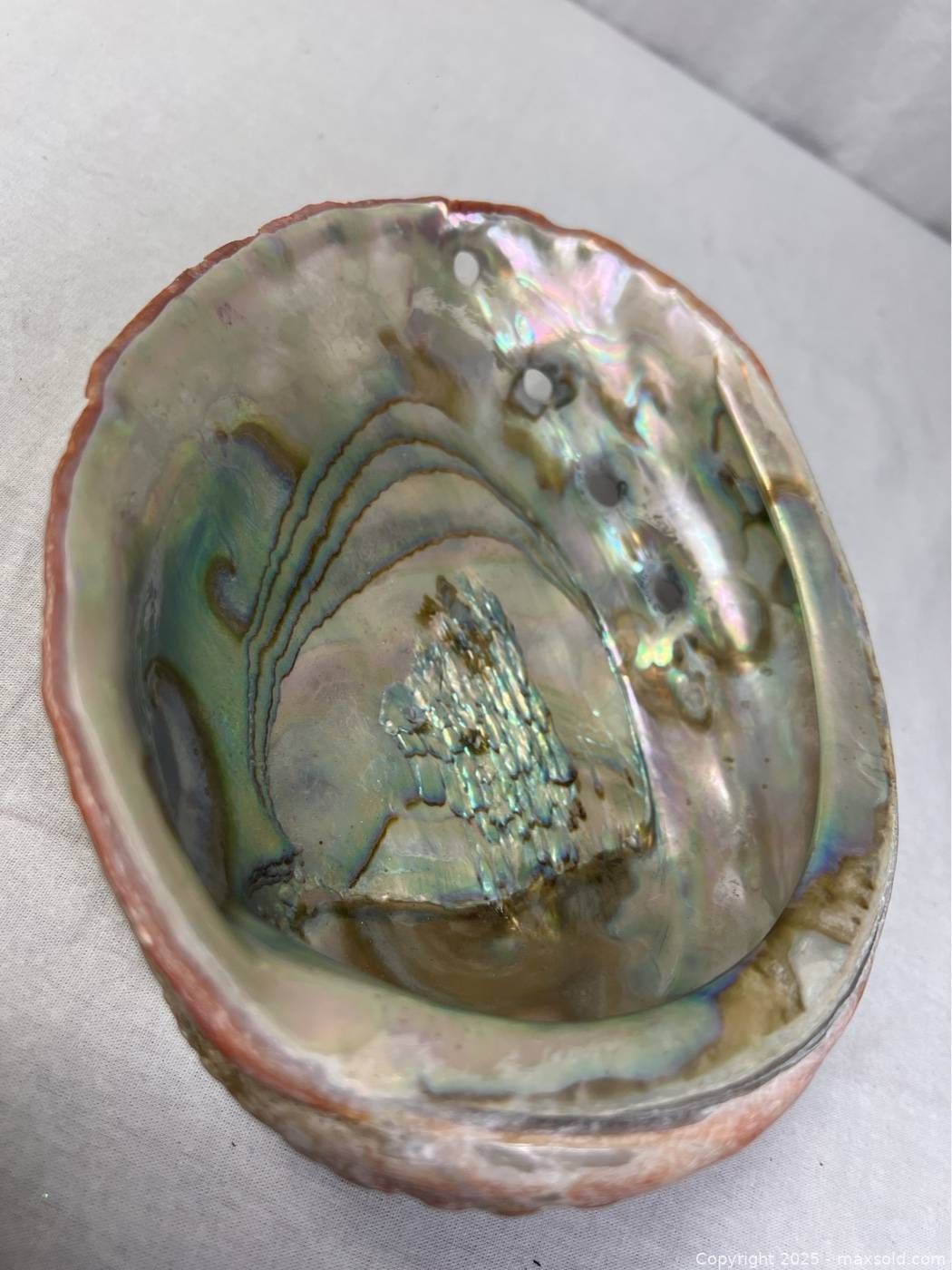 Large abalone shell | Maxsold