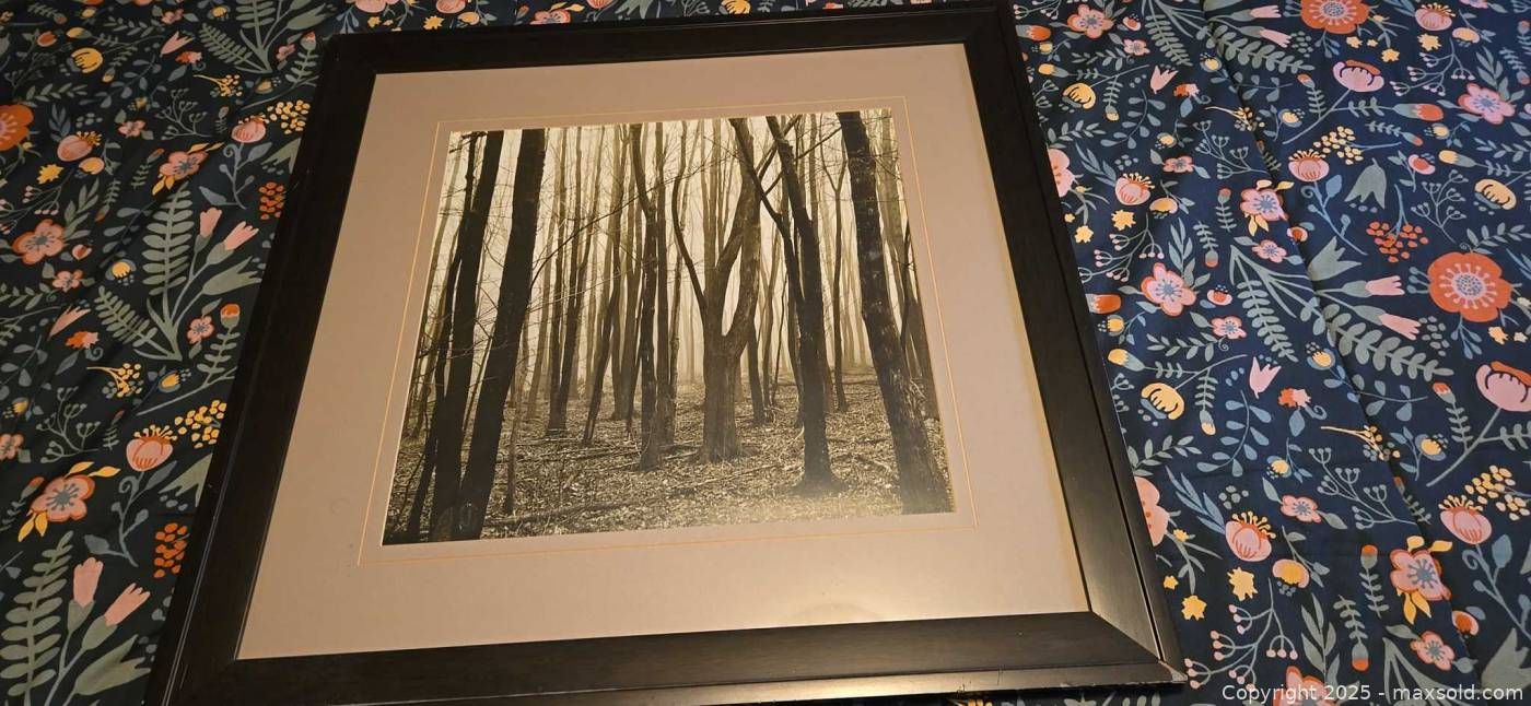 Framed square forest tree print 25.25" | Maxsold