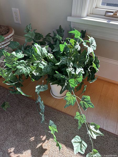 Artificial ivy houseplant in 6" pot | Maxsold