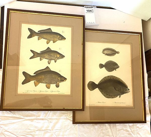 Antique 1837 Battislelli fish lithographs, framed pair | Maxsold