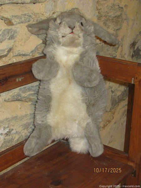Steiff Jolly Hase Grey Rabbit Hand Puppet | Maxsold