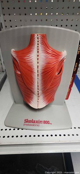 Skelaxin 800mg Back Muscle Anatomy Model | Maxsold