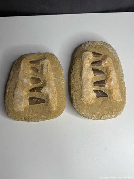 Prehistoric fossilized teeth in casting, 2 pieces | Maxsold