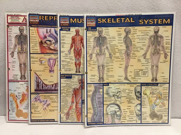 4 QuickStudy laminated anatomy charts | Maxsold